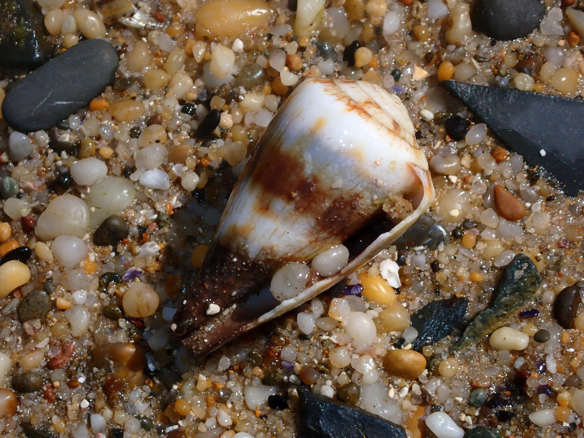 Conus miles Linnaeus, 1758