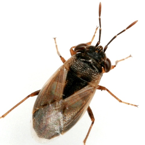 (Geocoris lividipennis)
