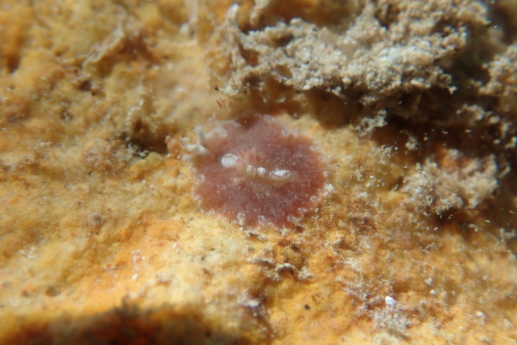 Cycloporus from Saint George's, BM on February 22, 2023 at 12:58 PM by ...