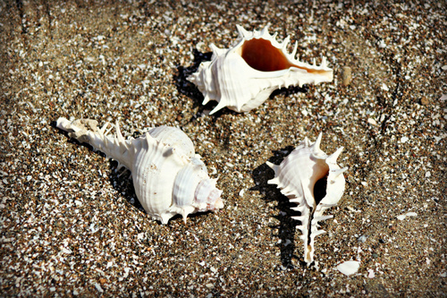 False Venus Comb (Murex scolopax) · iNaturalist United Kingdom