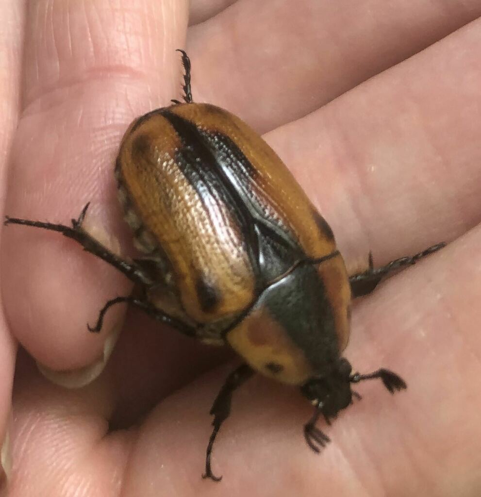 Cowboy Beetle from 31 Templeton St, Castlemaine VIC 3450, Australia on ...