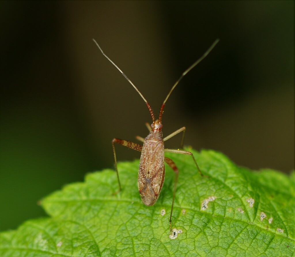 Phytocoris from Prince Edward Island, Canada on August 22, 2018 at 08: ...