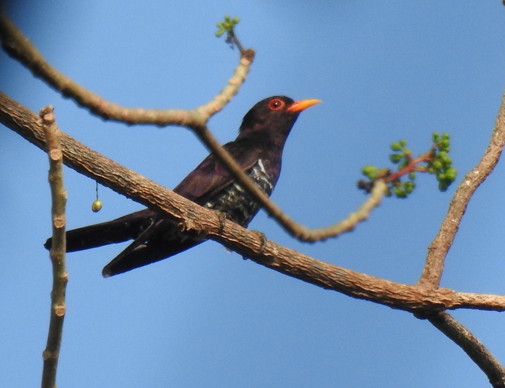Violet Cuckoo from PP4P+6F6, Hope Town RV, Andaman and Nicobar Islands ...