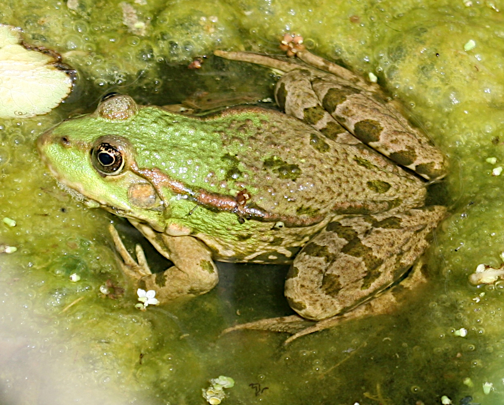 Marsh Frog from Stodmarsh National Nature Reserve, Stodmarsh, Canterbury, Kent, UK on December ...