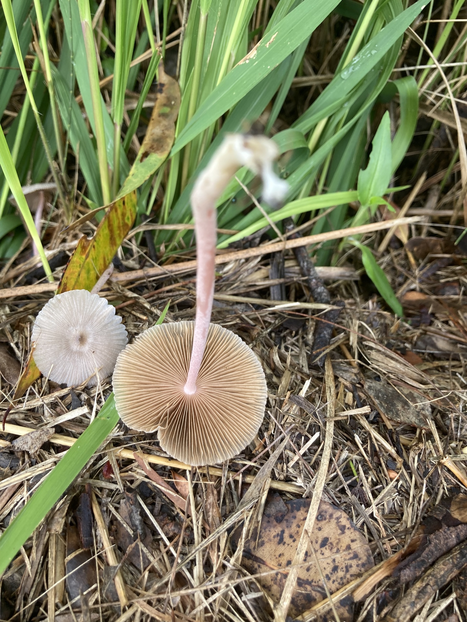 Bolbitius coprophilus (Peck) Hongo