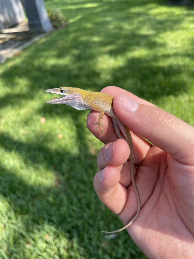 Allison's Anole in May 2022 by Delton Howard · iNaturalist