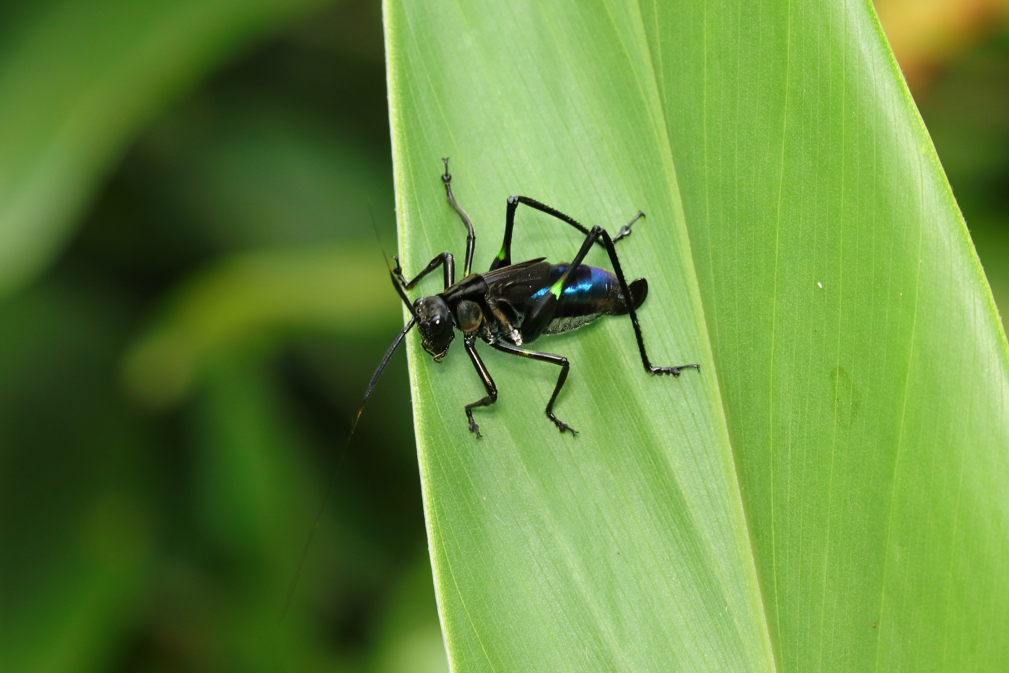 Scaphura nigra (Thunberg, 1824)
