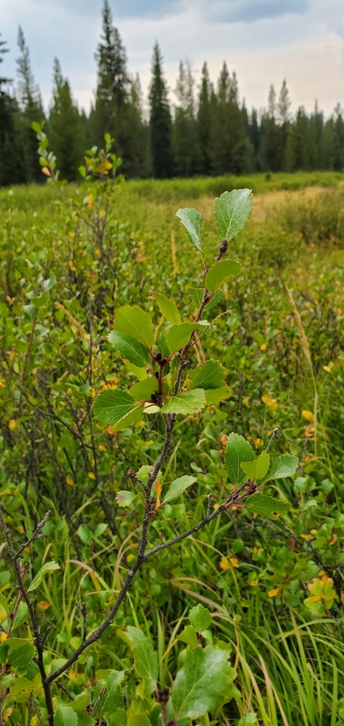 dwarf resin birch from Kooskia, ID 83539, USA on August 26, 2021 at 01: ...