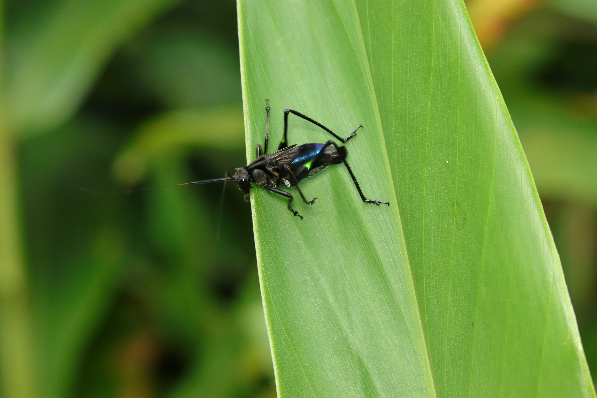 Scaphura nigra (Thunberg, 1824)