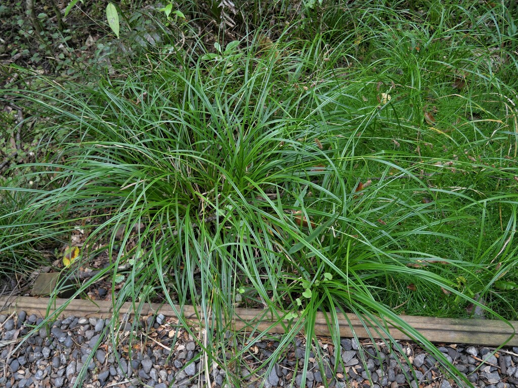 New Zealand forest sedge from Carrington, New Zealand on February 5 ...