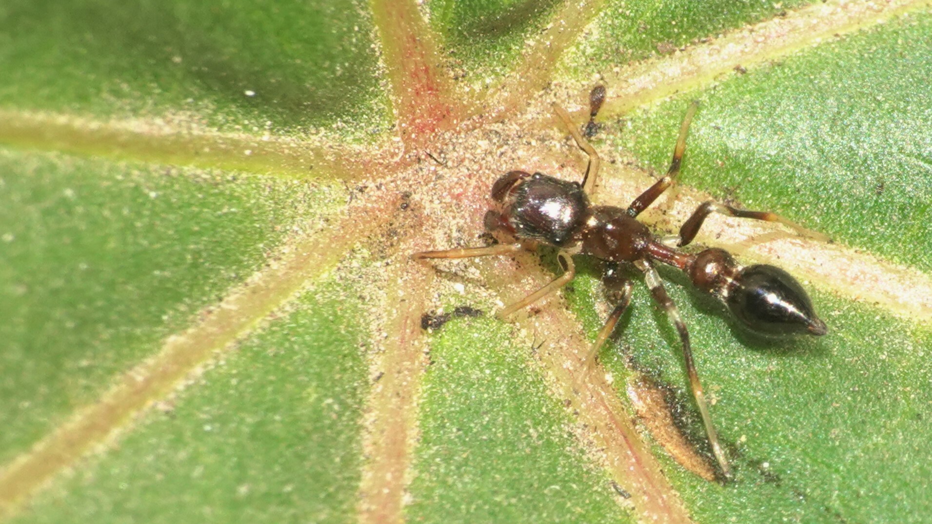 Myrmarachne melanocephala MacLeay, 1839