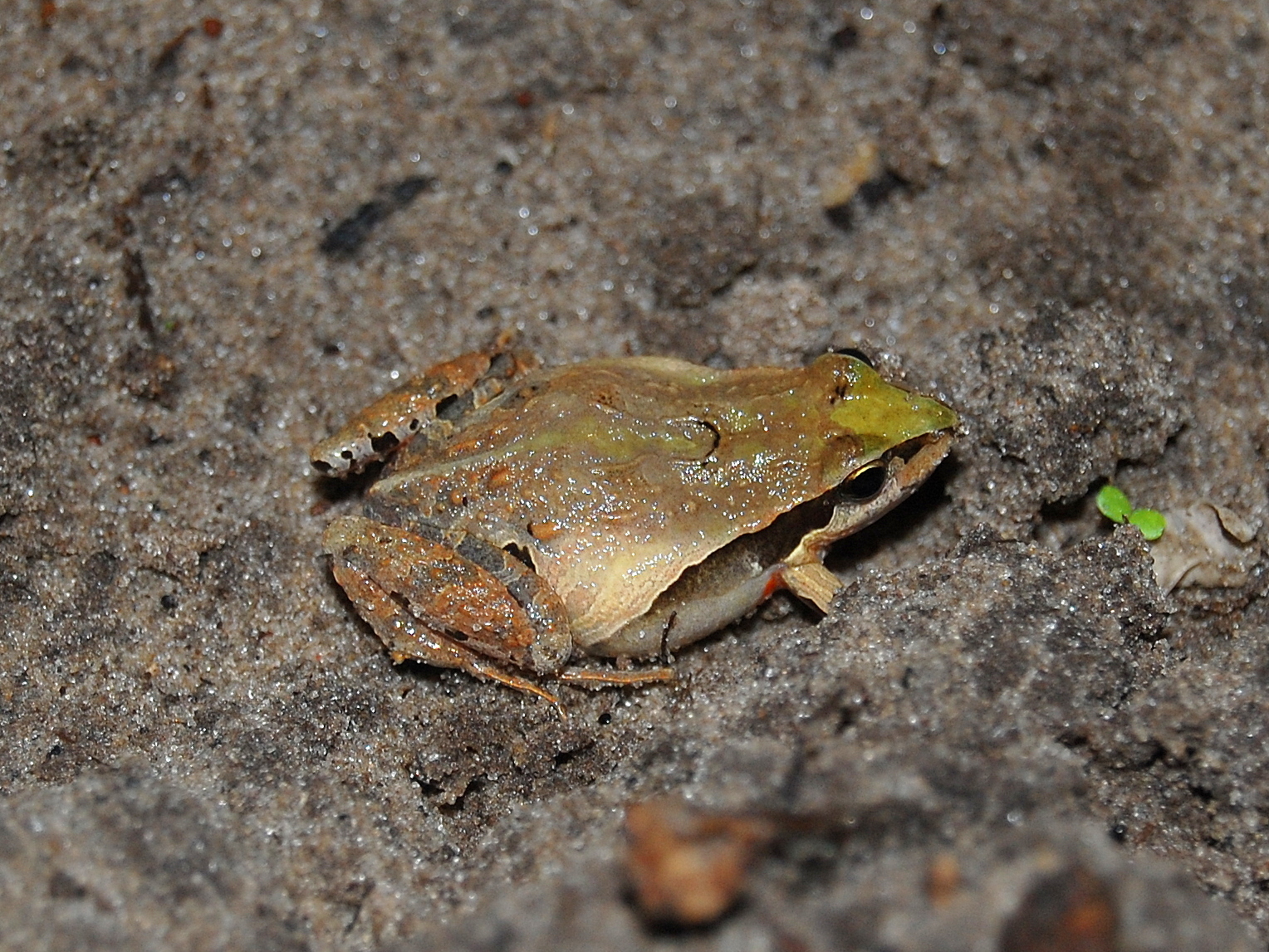 Physalaemus gracilis (Boulenger, 1883)