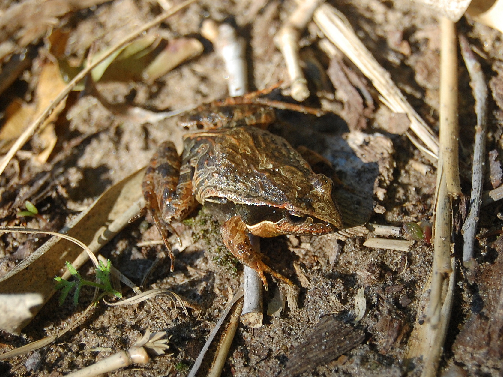 Physalaemus gracilis (Boulenger, 1883)