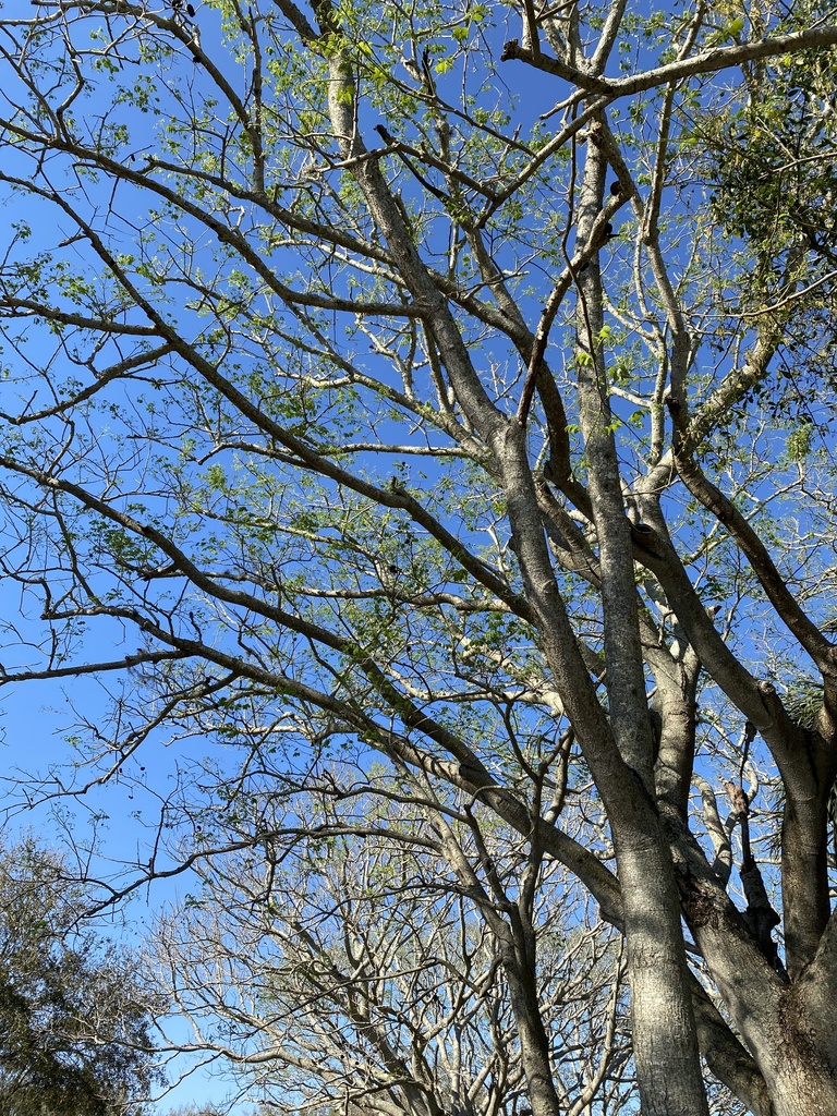 Pacara Earpod Tree (Enterolobium contortisiliquum) - Botanical Realm