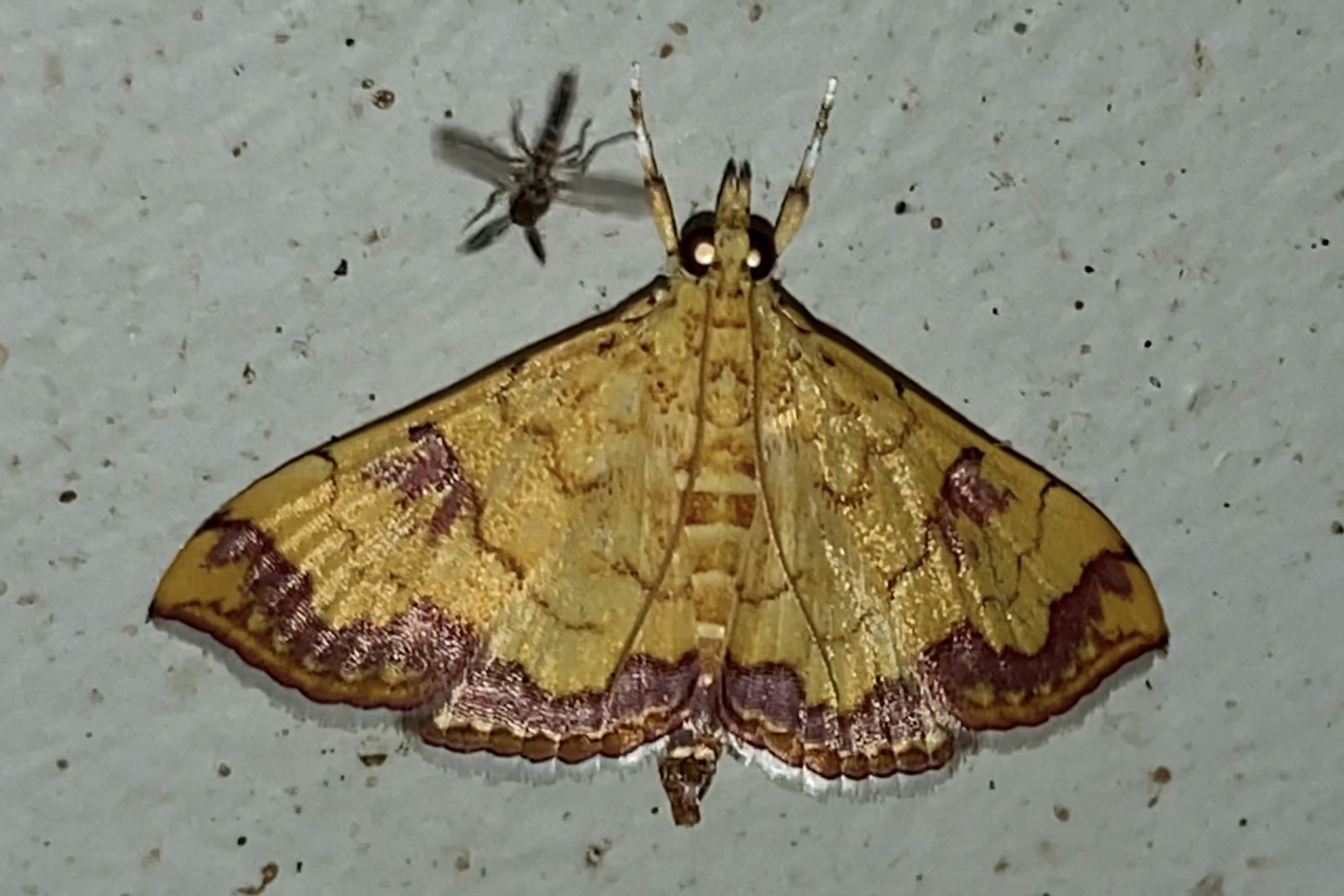 Isocentris filalis Guenée, 1854