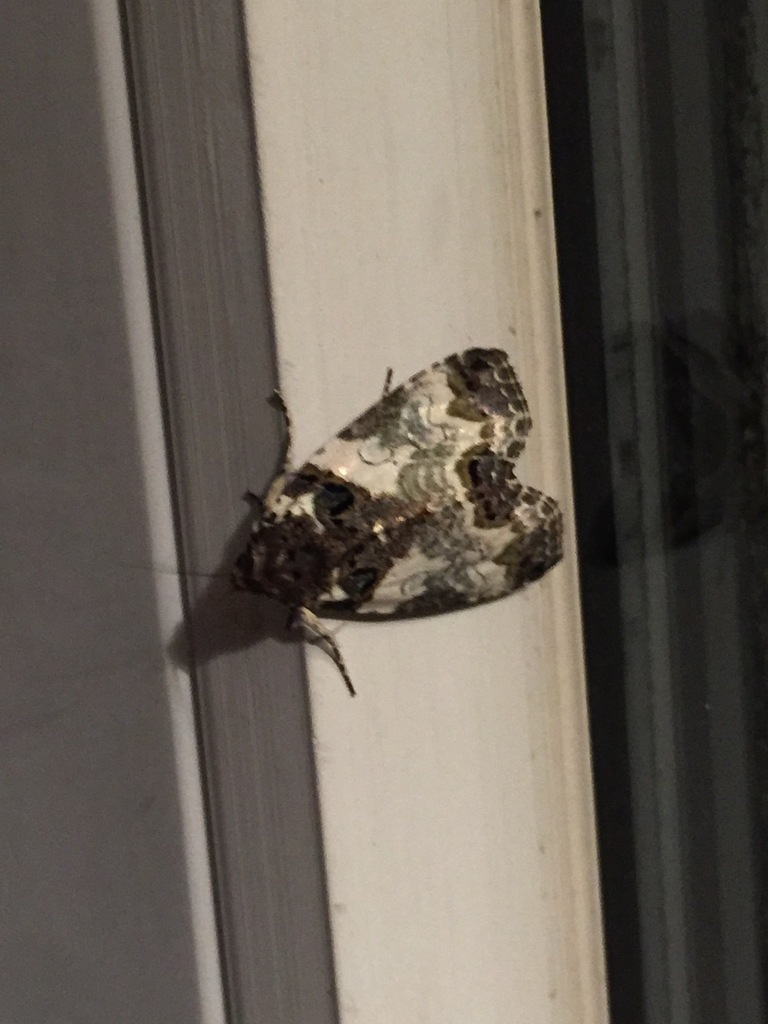 Tufted Bird-dropping Moth from La Vale, MD 21502, USA on July 21, 2017 ...