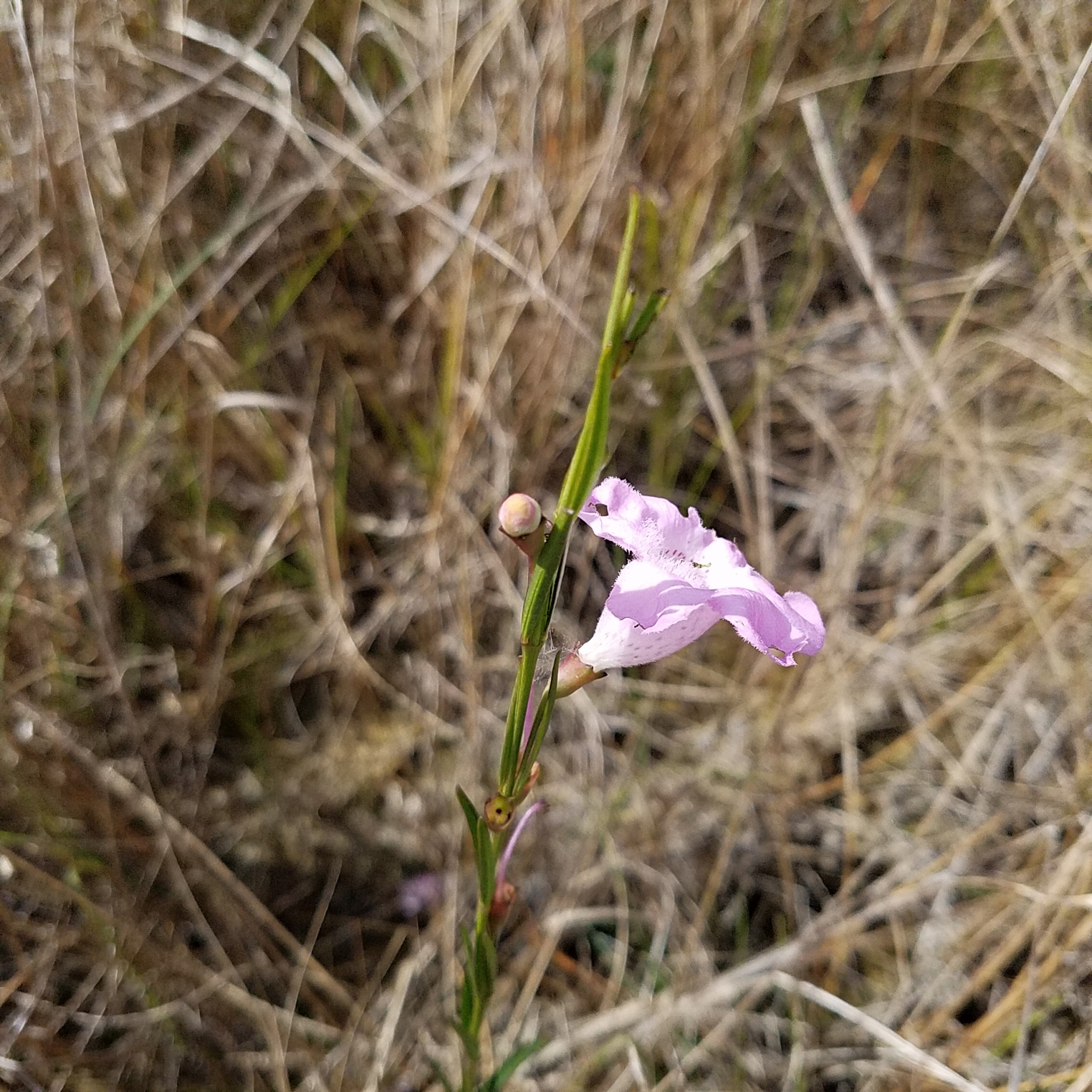 Agalinis linifolia (Nutt.) Britton
