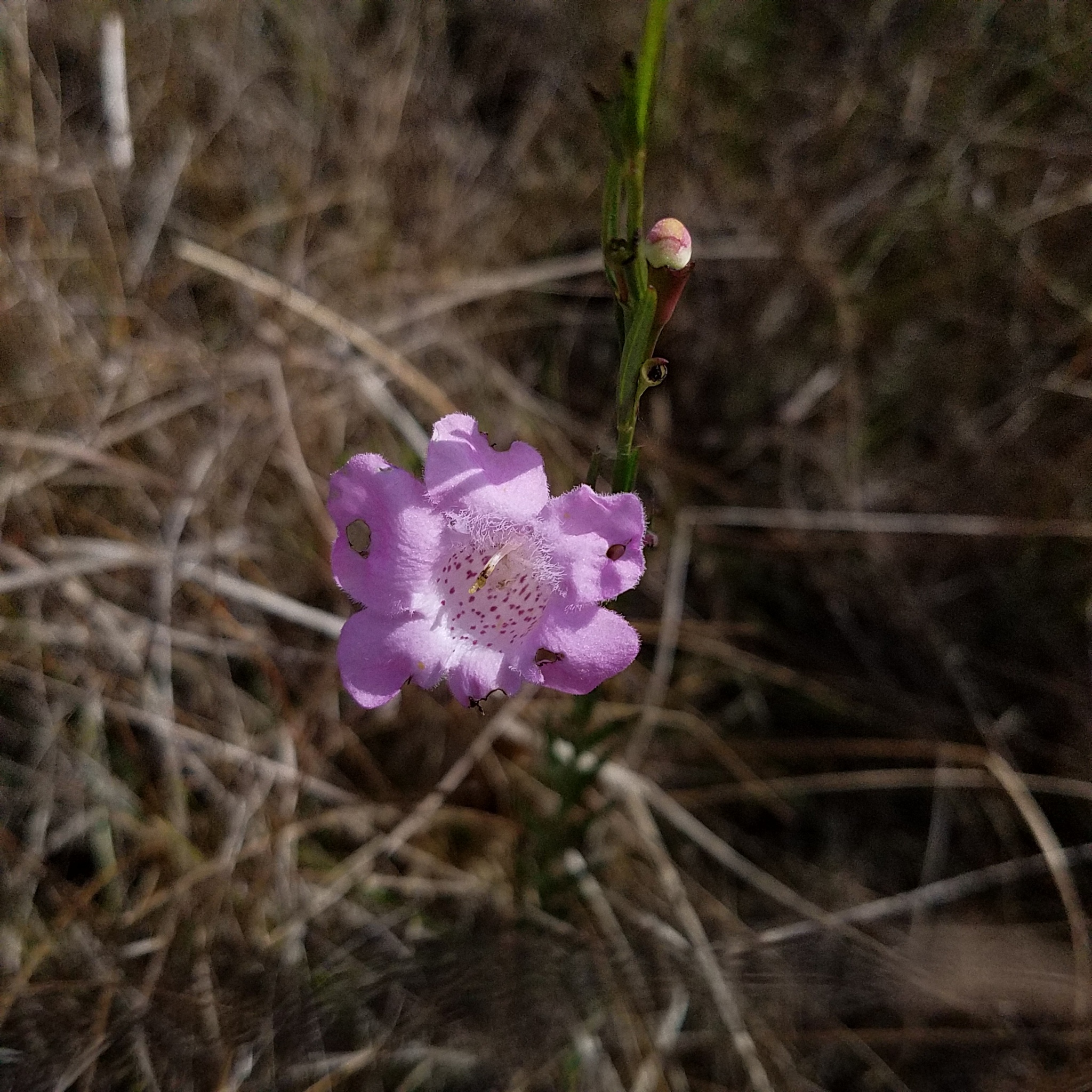 Agalinis linifolia (Nutt.) Britton