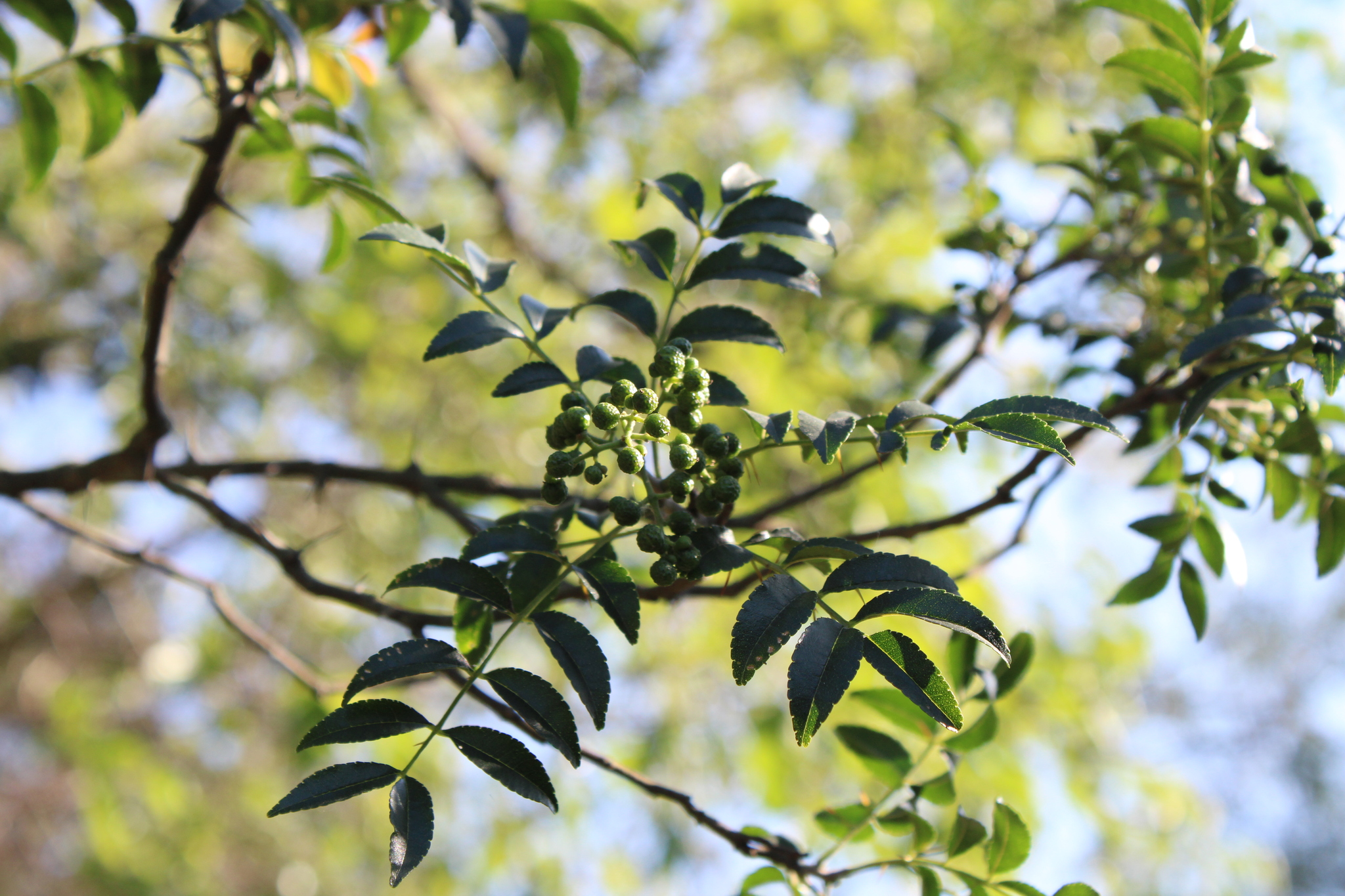 Zanthoxylum rhoifolium Lam.