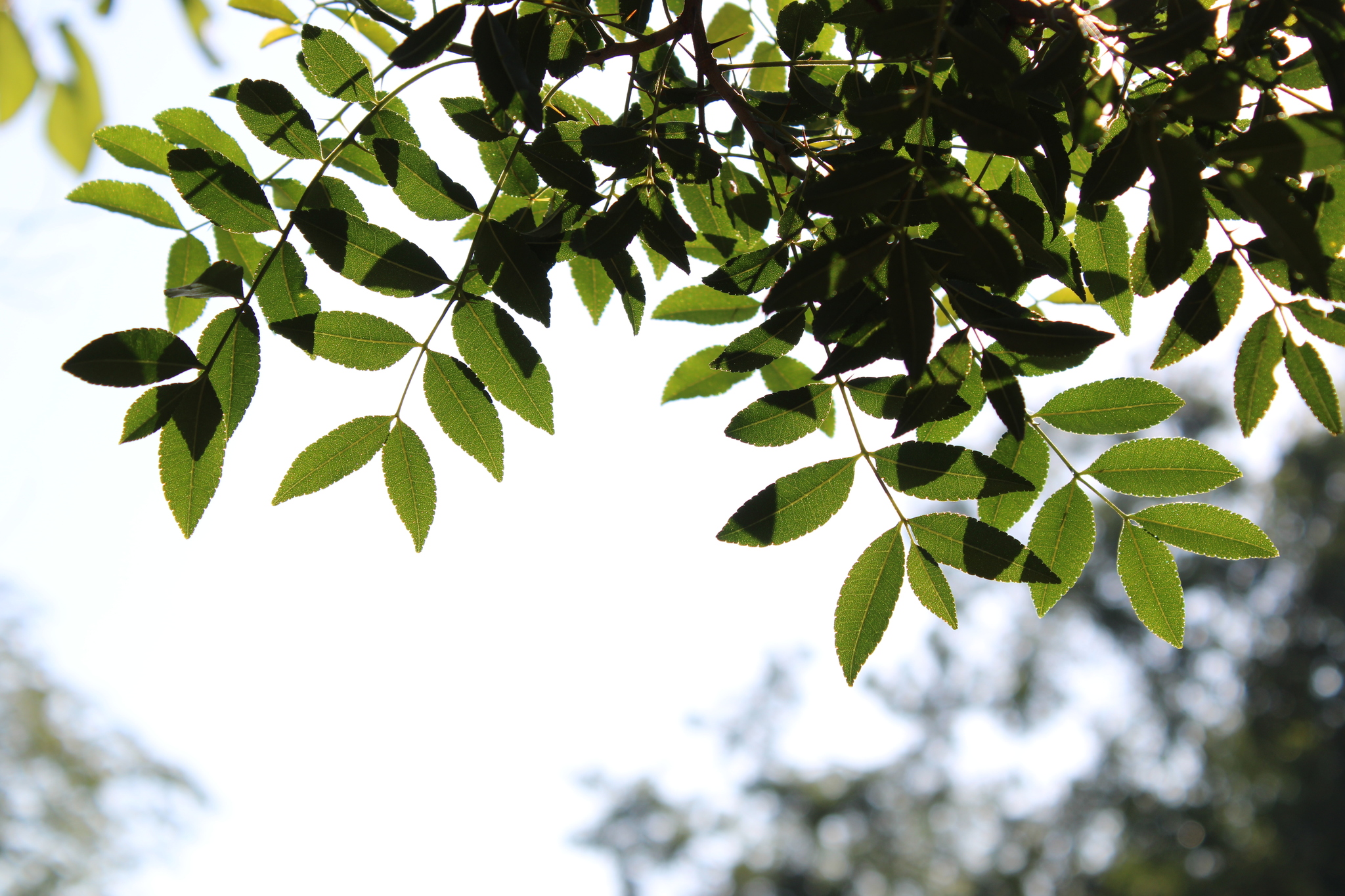 Zanthoxylum rhoifolium Lam.