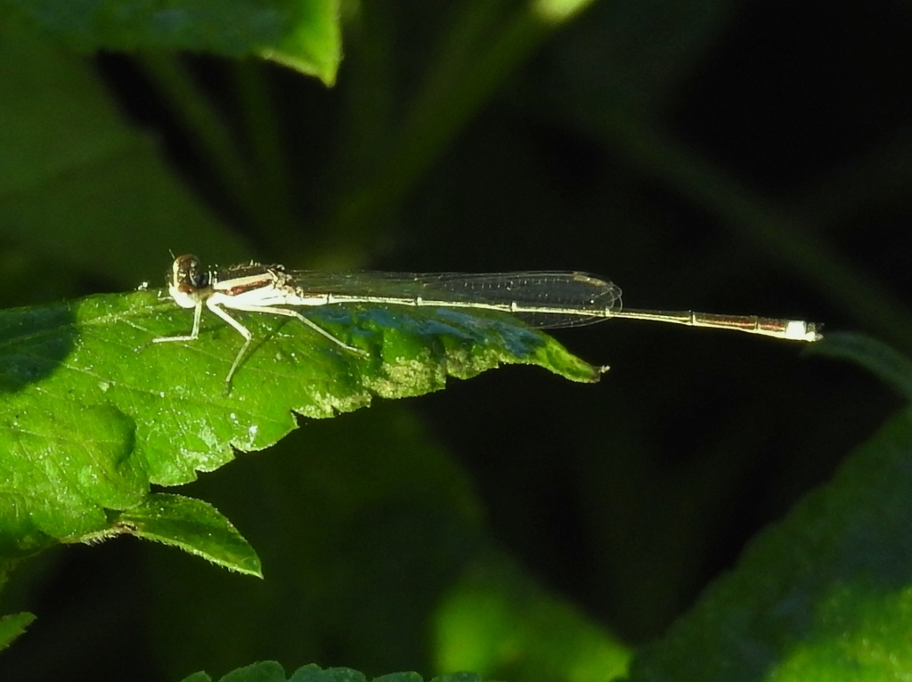 Golden Bluet from Seminole, FL, USA on February 22, 2023 at 08:20 AM by ...
