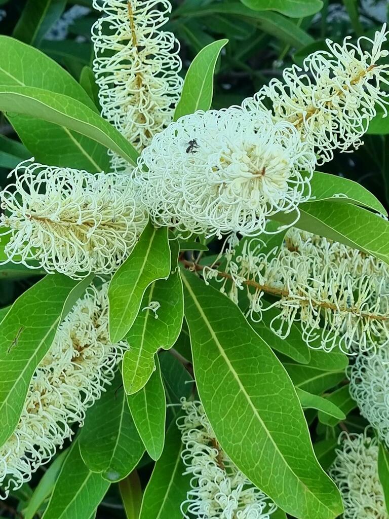 dicots from Logan, QLD, Australia on February 12, 2023 at 08:12 AM by ...