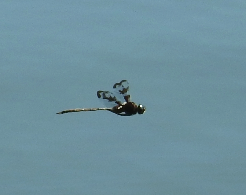 Epitheca princeps Hagen, 1861