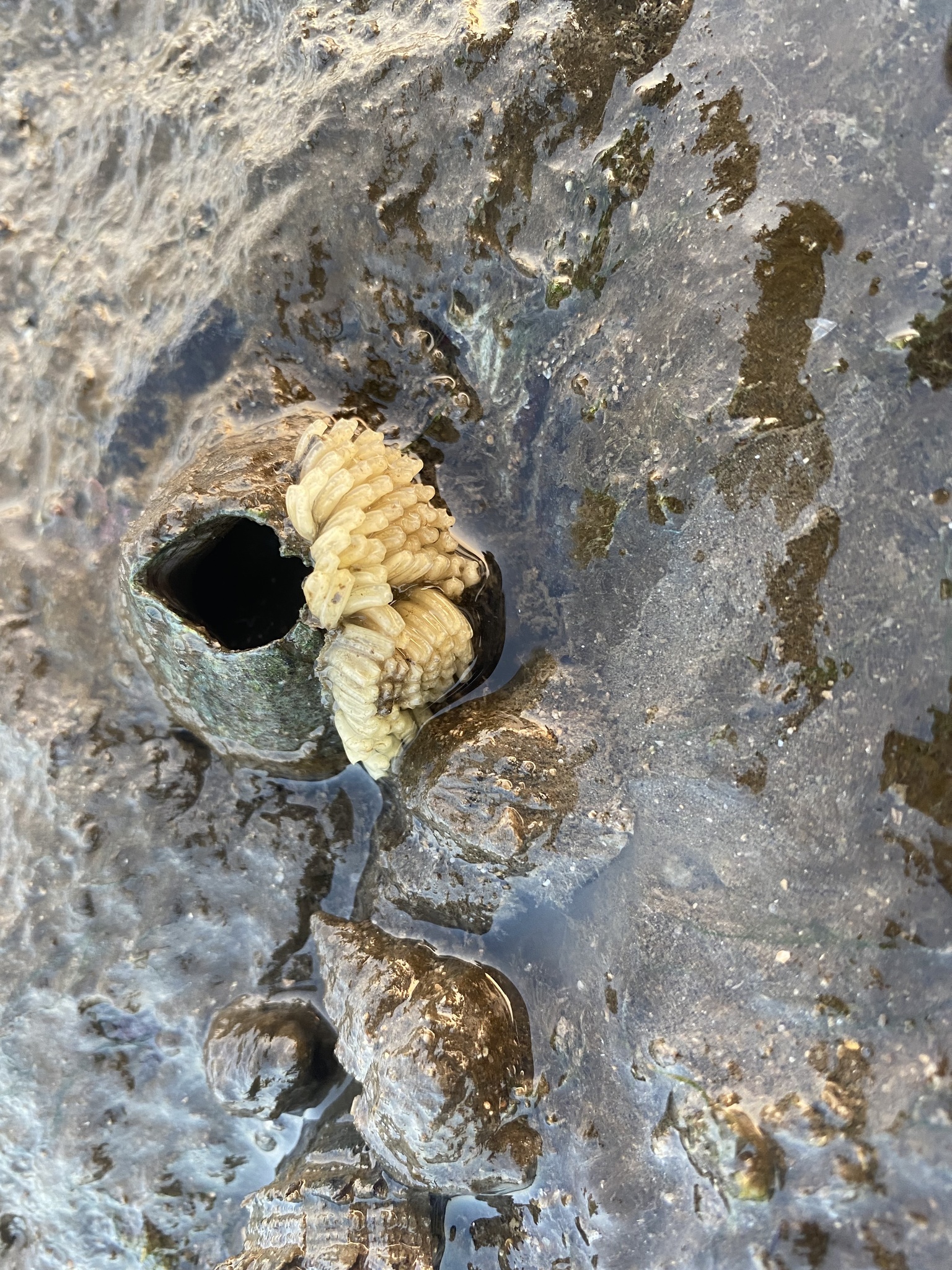 Indothais sacellum (Gmelin, 1791)