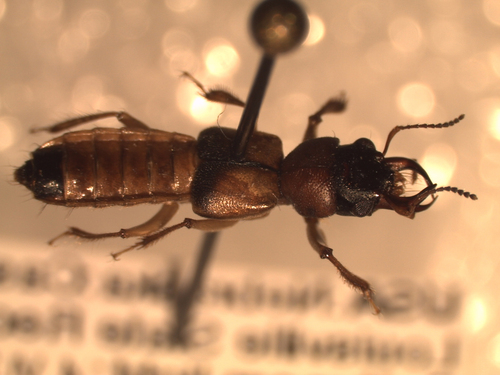 Bledius pallipennis · iNaturalist