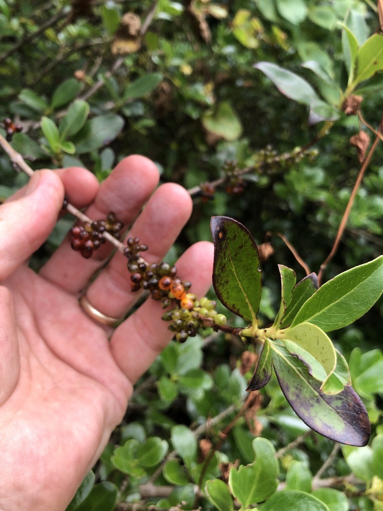Karamu from North Island, Auckland, Auckland, NZ on February 23, 2023 ...