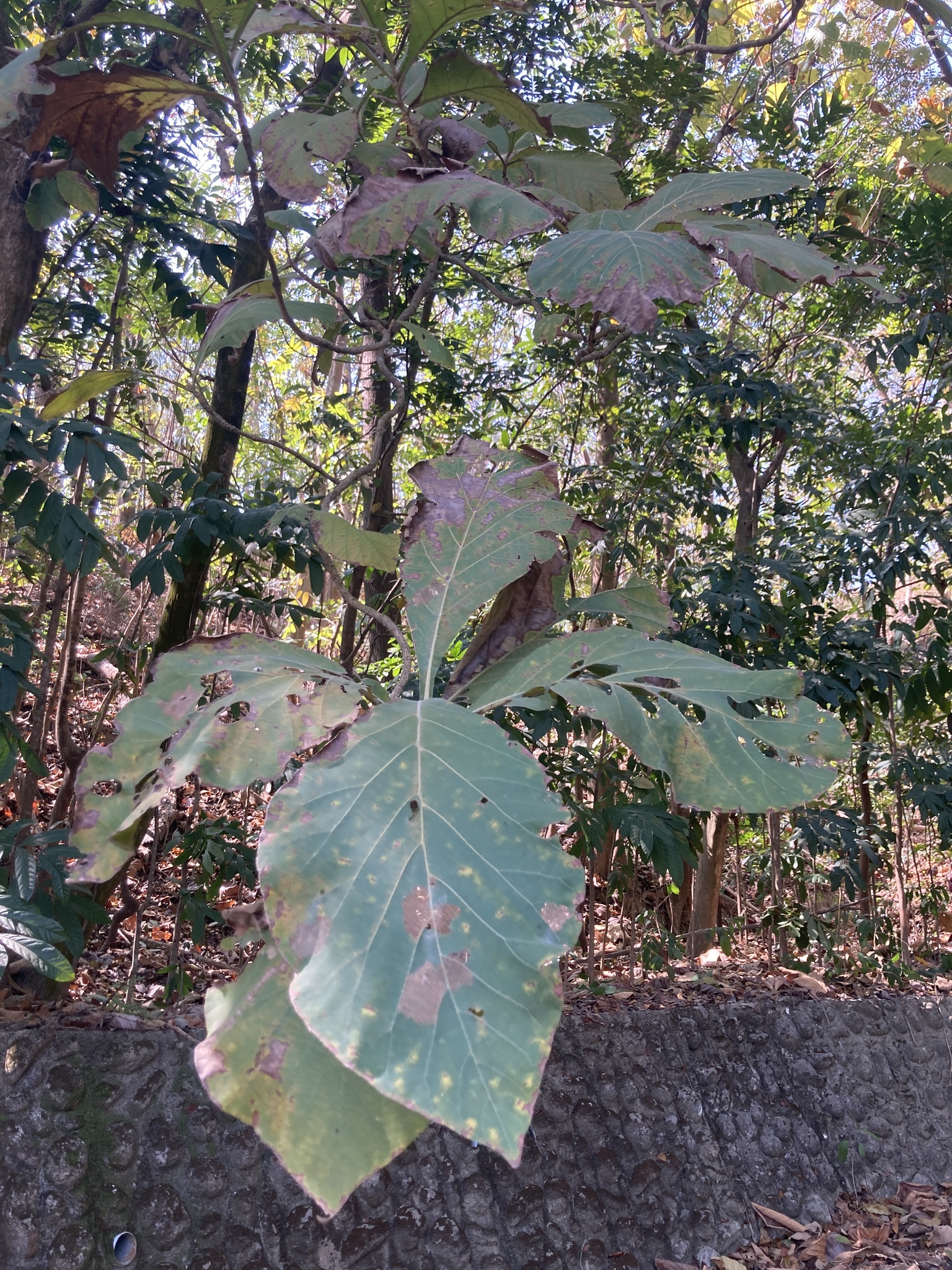 Tectona grandis L.f.