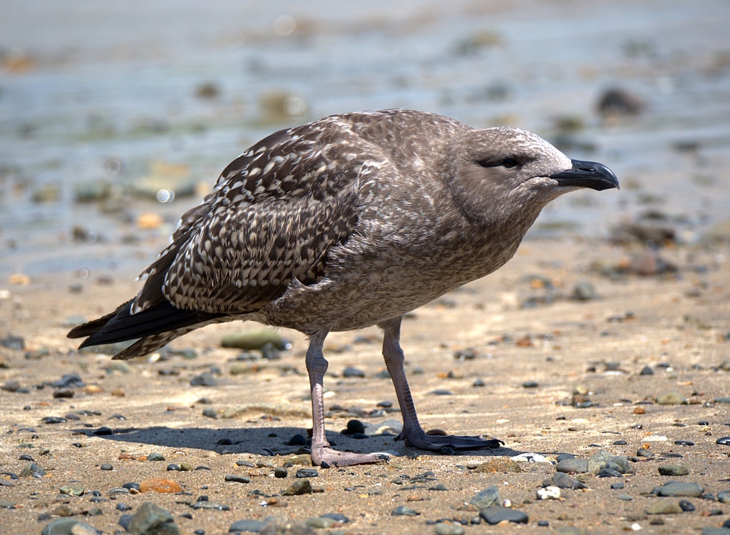 Southern Black-backed Gull from Hihi 0494, New Zealand on February 20 ...