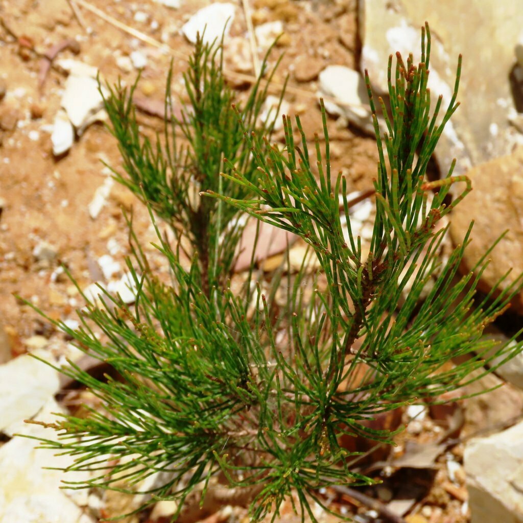 Black sheoak from Morrisons VIC 3334, Australia on February 12, 2023 at ...
