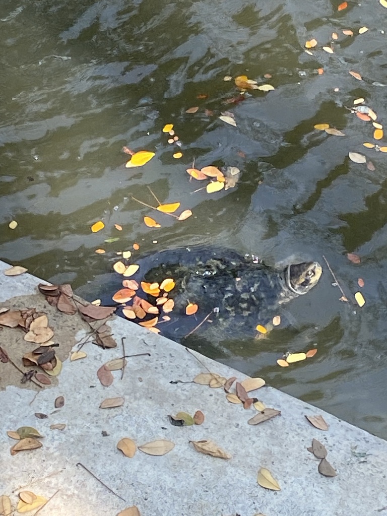 Yellow-headed Temple Turtle in February 2023 by voonwhy · iNaturalist