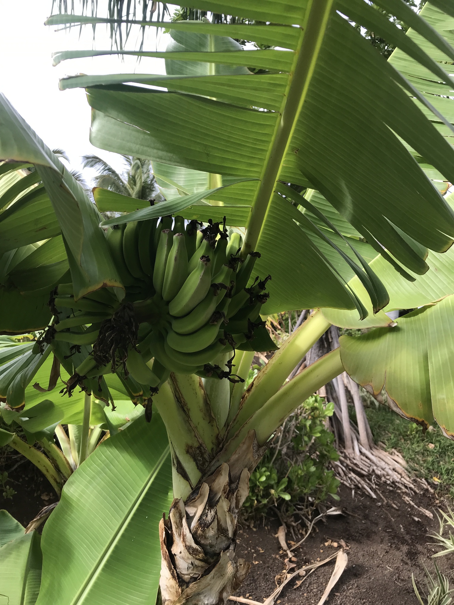 Musa ×paradisiaca L.