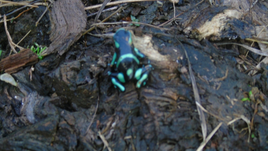 Green-and-black Poison Dart Frog from Indio Maíz Biological Reserve on ...