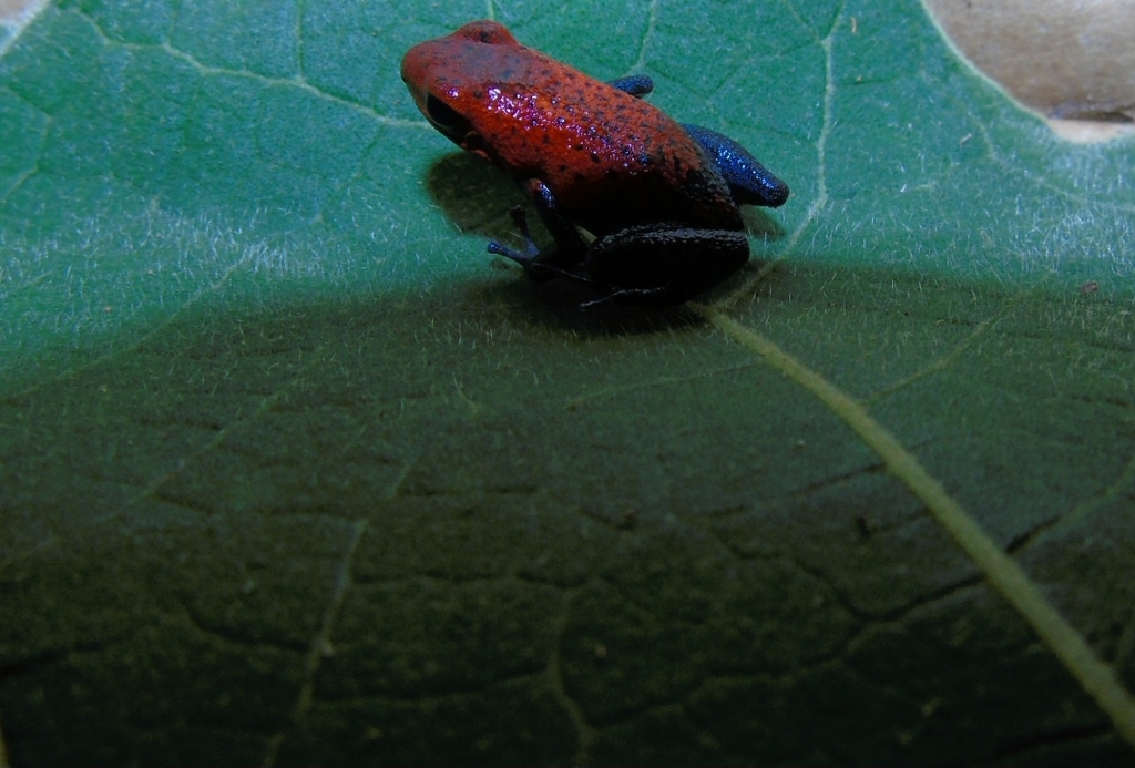 Strawberry Poison Dart Frog from Indio Maíz Biological Reserve on ...