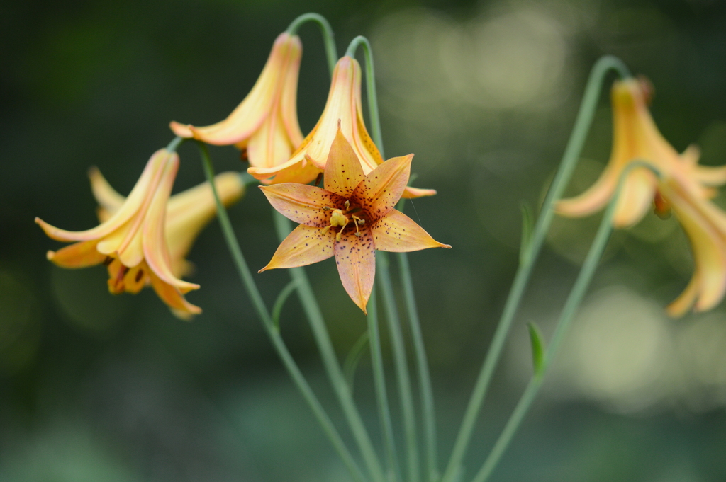 Canada lily from Waterloo Row, Fredericton, NB E3B, Canada on July 22 ...