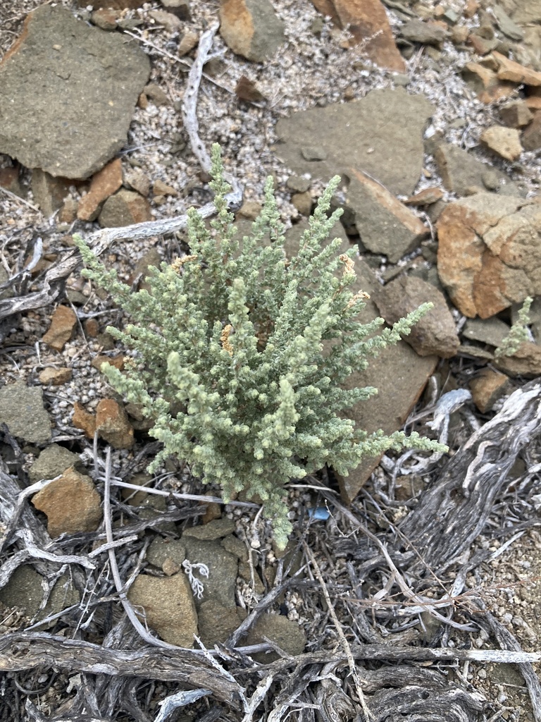 Atriplex julacea from Isla Natividad, Mulegé, BCS, MX on February 22 ...