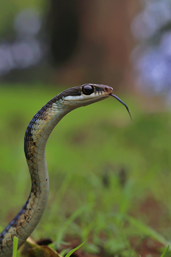 Common Bronzeback Tree Snake (Dendrelaphis tristis) - Snakes and Lizards