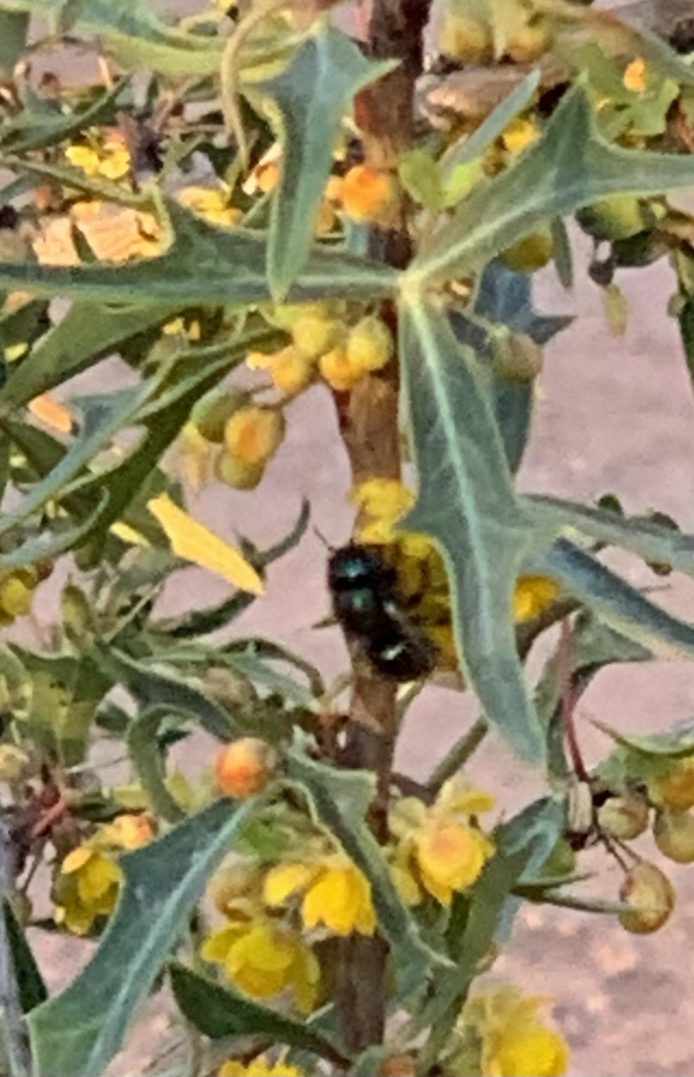 Osmia ribifloris Cockerell, 1900