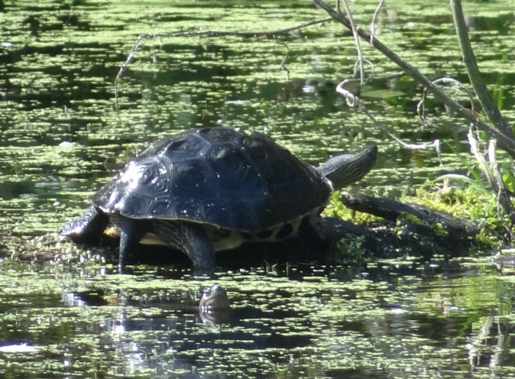 Common thread turtle from 宜蘭福山植物園 on February 19, 2023 at 10:23 AM by ...