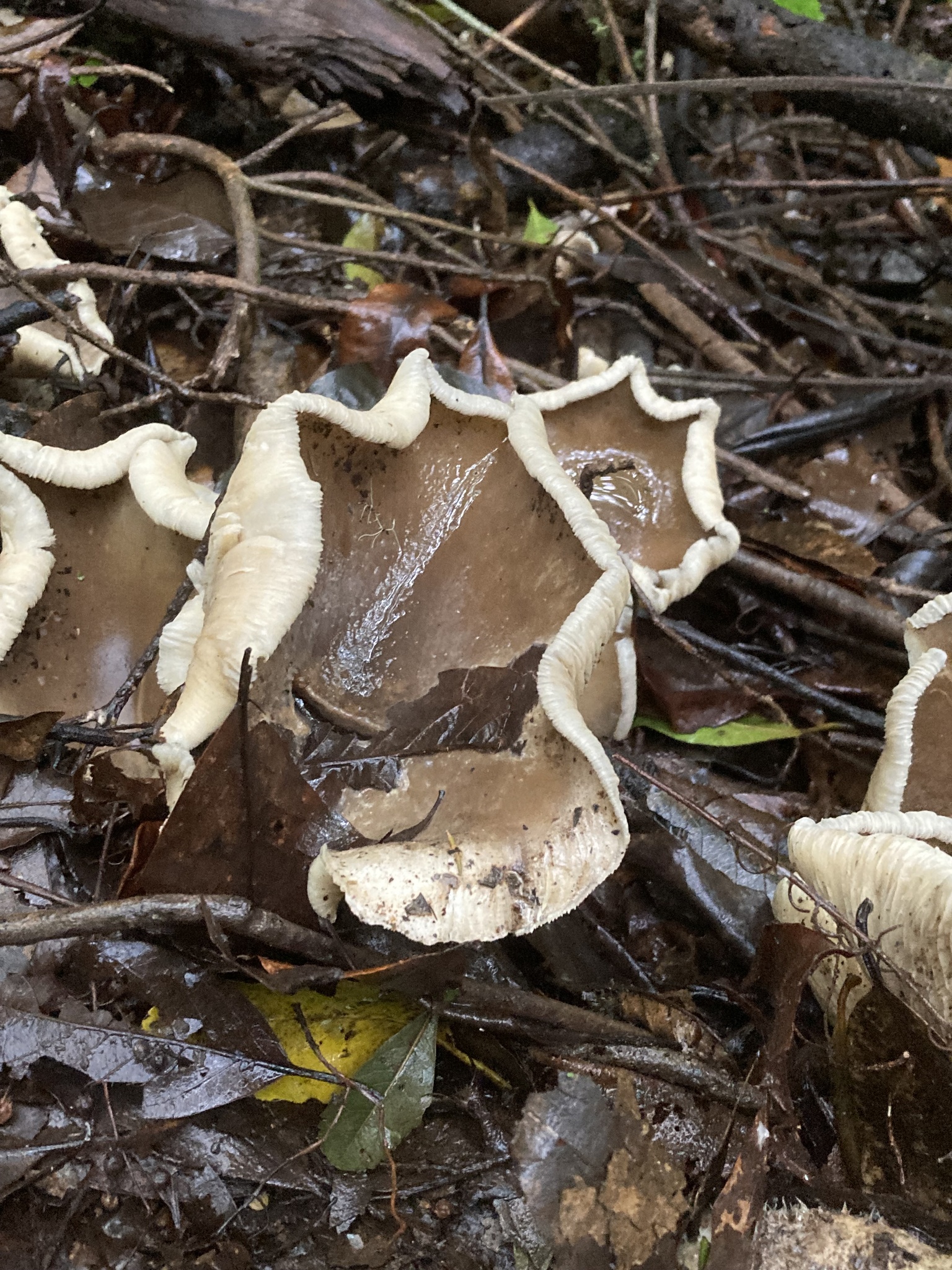 Ampulloclitocybe clavipes (Pers.) Redhead, Lutzoni, Moncalvo & Vilgalys