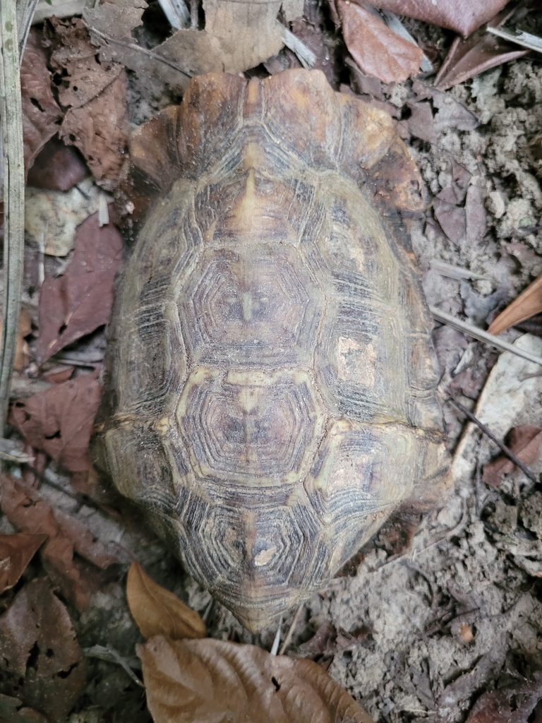 Home's Hingeback Tortoise in February 2023 by John P · iNaturalist