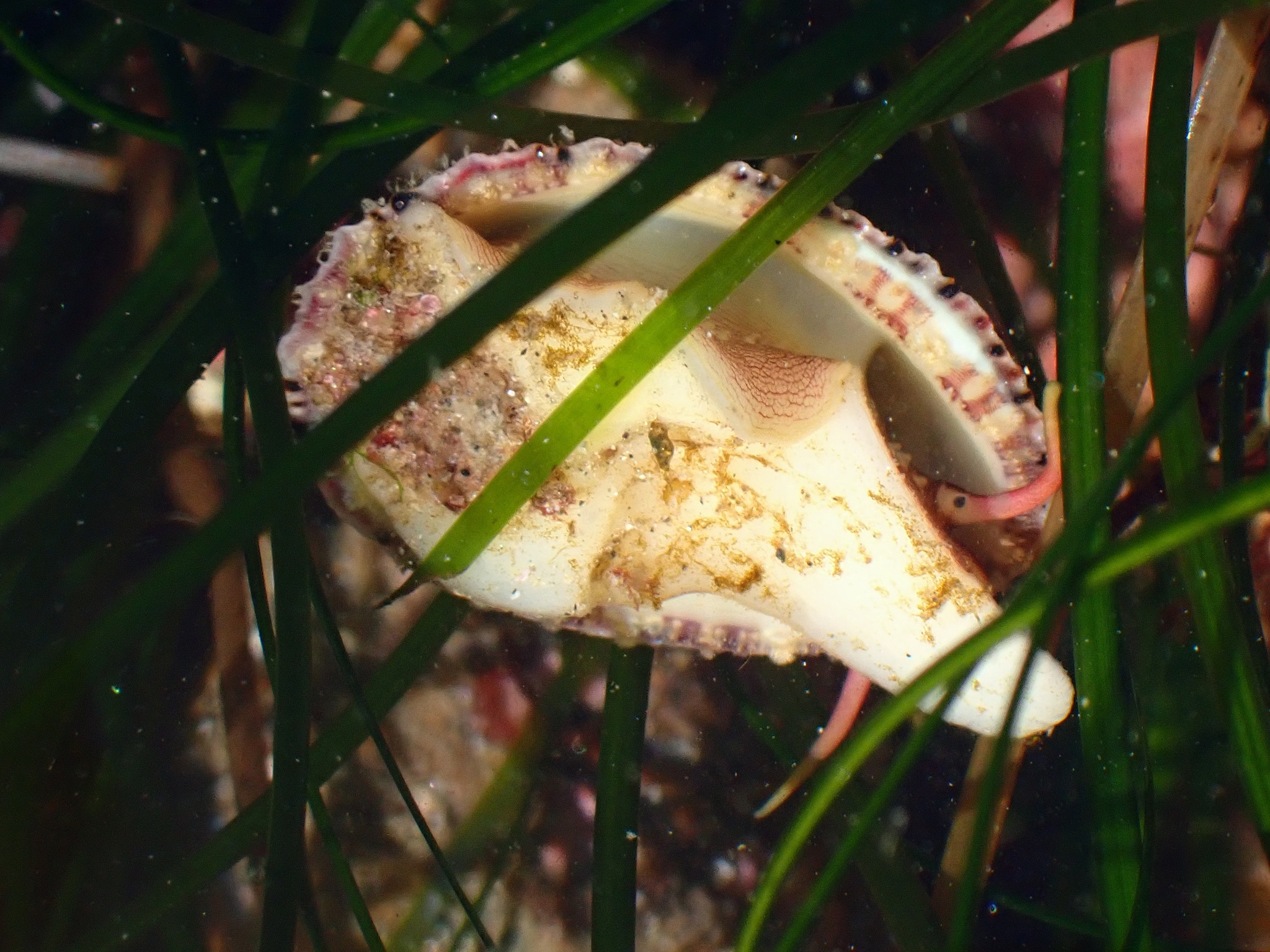 Diodora aspera (Rathke, 1833)