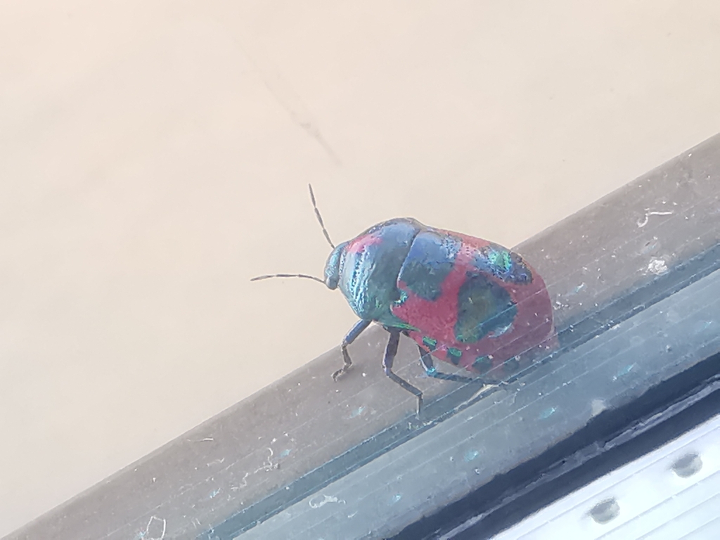 Red Jewel Bug from Reservoir VIC 3073, Australia on February 23, 2023 ...