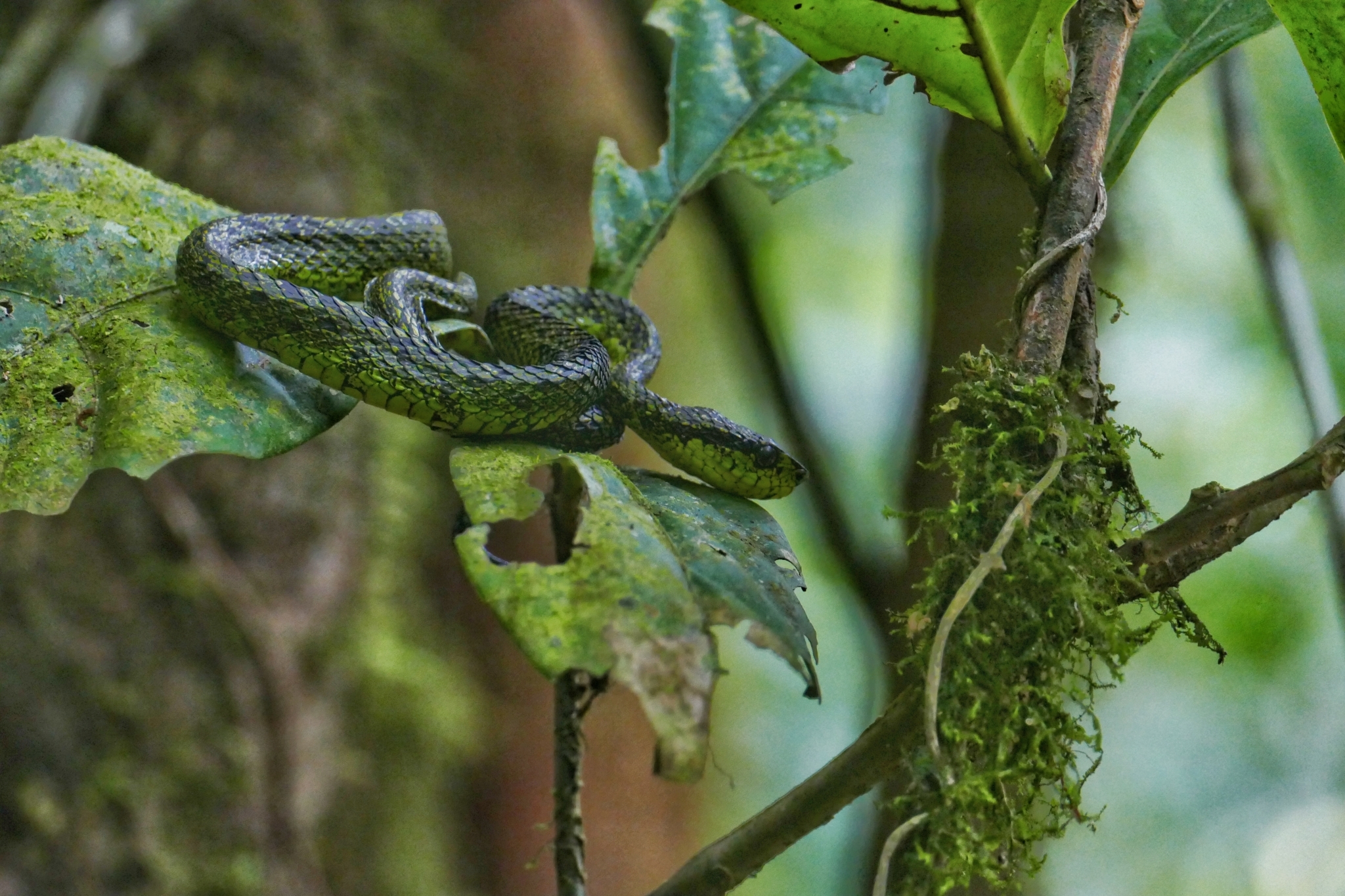 Bothriechis nigroviridis Peters, 1859