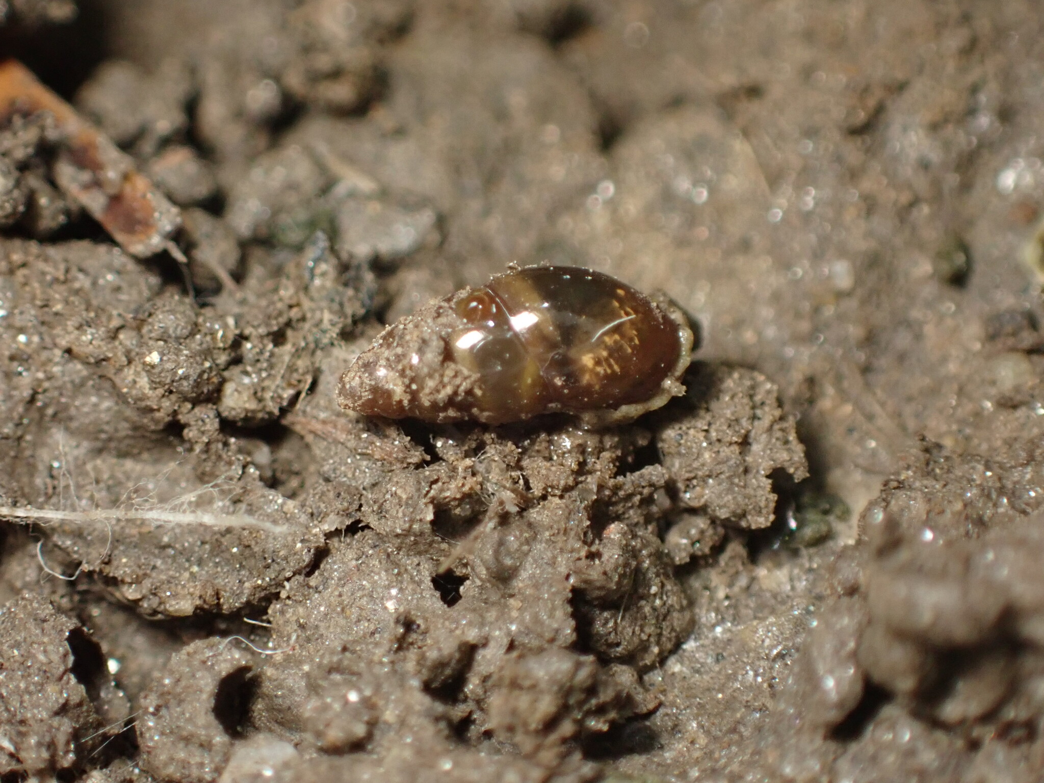 Cochlicopa A.Férussac, 1821