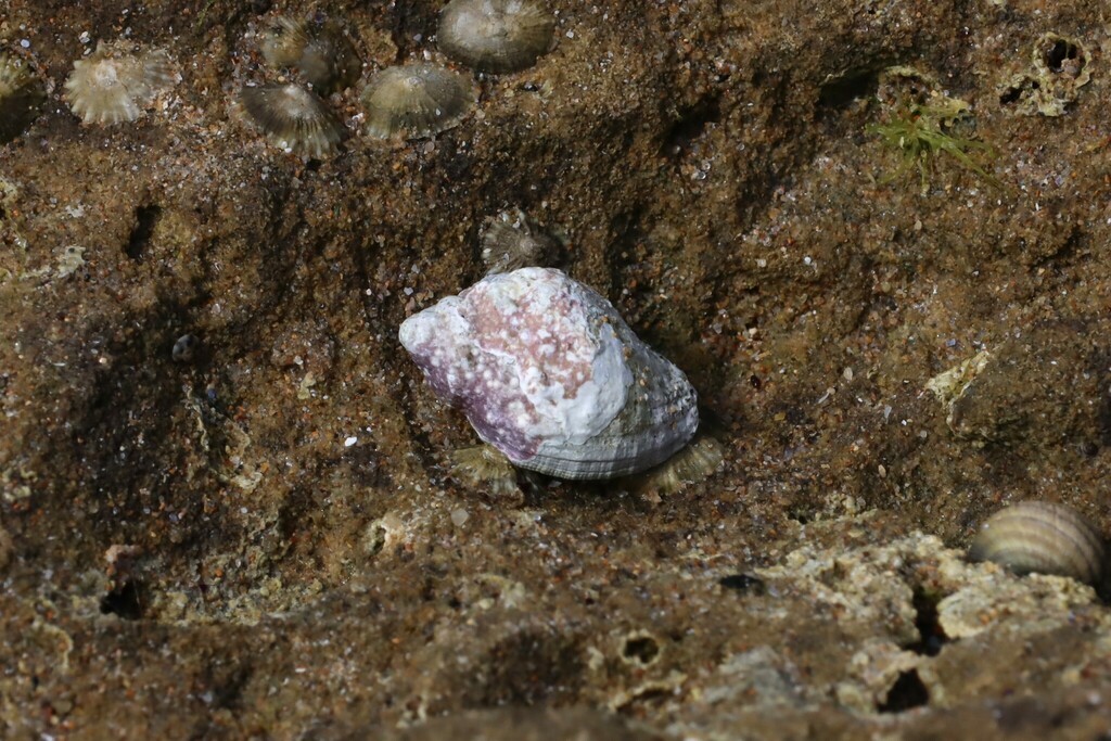 Cart-Rut Shell from Queenscliffe, Port Phillip Heads, AU-VI, AU on ...