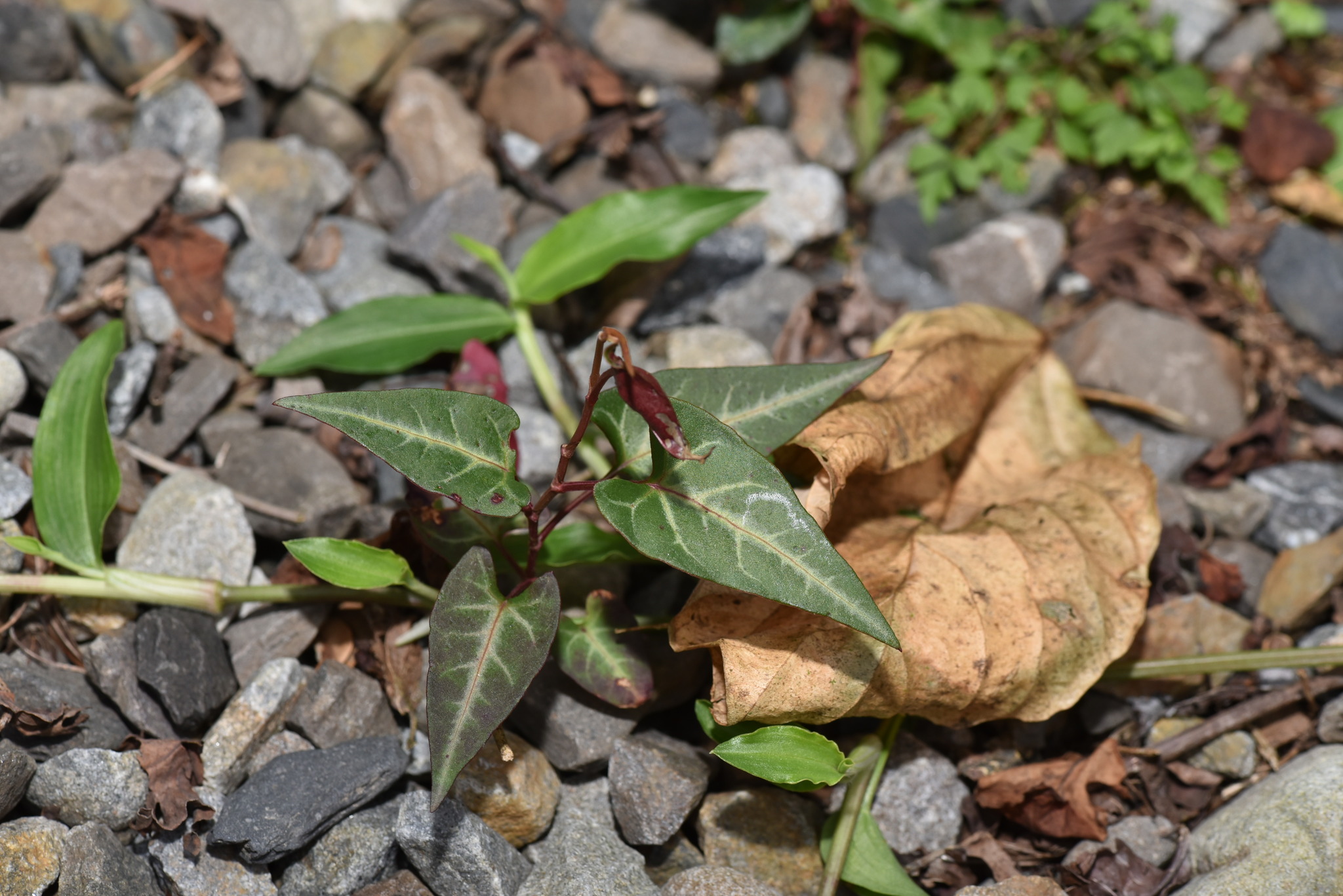 Fallopia multiflora (Thunb.) Haraldson